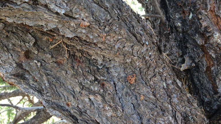 Pest Control for the Southwest: Piñon Ips Beetle - Fine Gardening