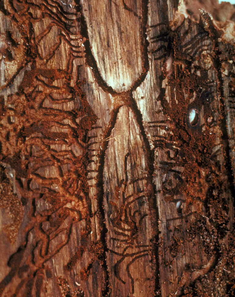 Pest Control for the Mountain West: Ips Beetles - Fine Gardening