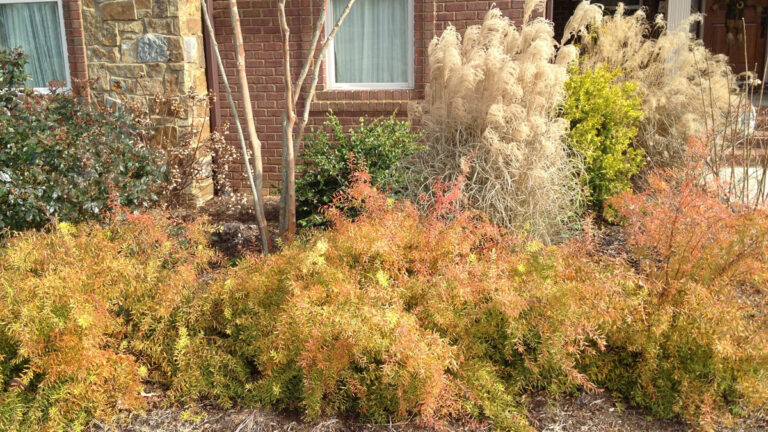 Episode 95: Unexpected Fall Color - Fine Gardening