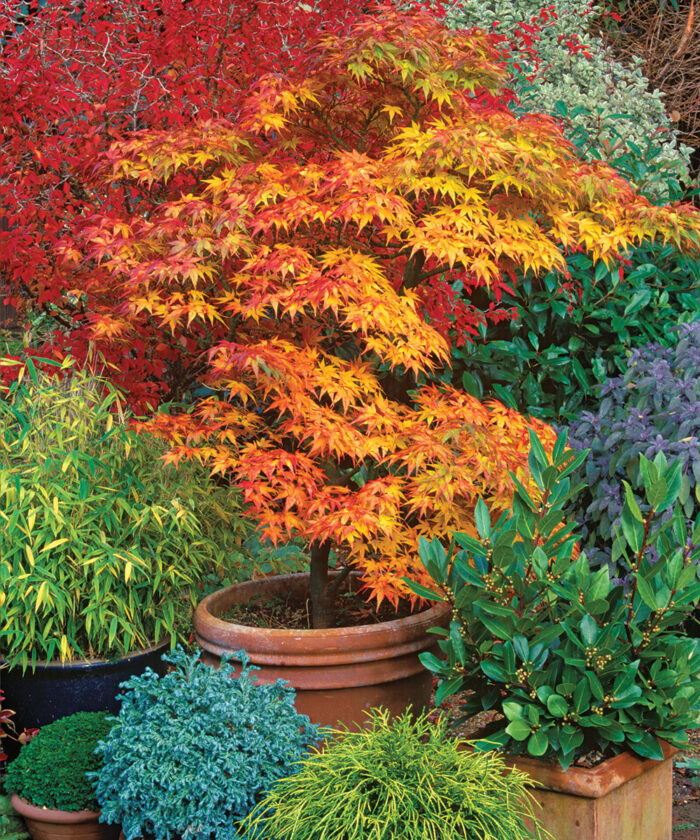 Compact Shrubs That Provide Color, Interest, and Excitement to the ...