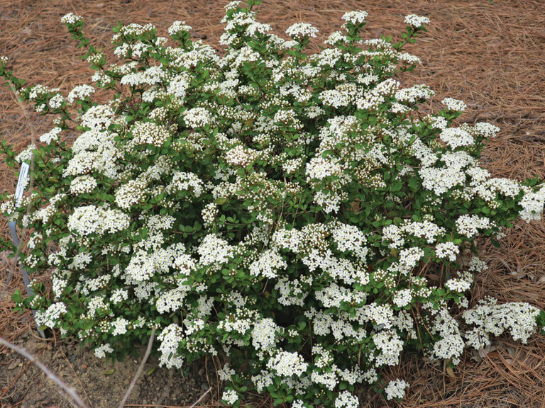 Compact Shrubs That Provide Color, Interest, and Excitement to the ...