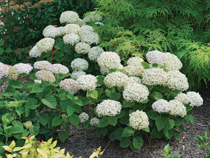 Compact Shrubs That Provide Color, Interest, and Excitement to the ...