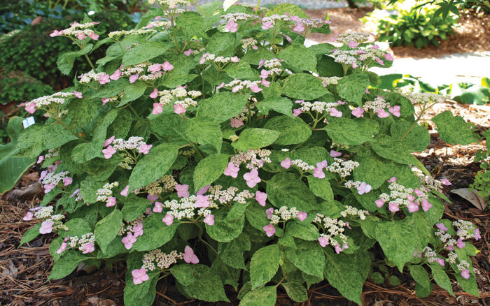 Compact Shrubs That Provide Color, Interest, and Excitement to the ...