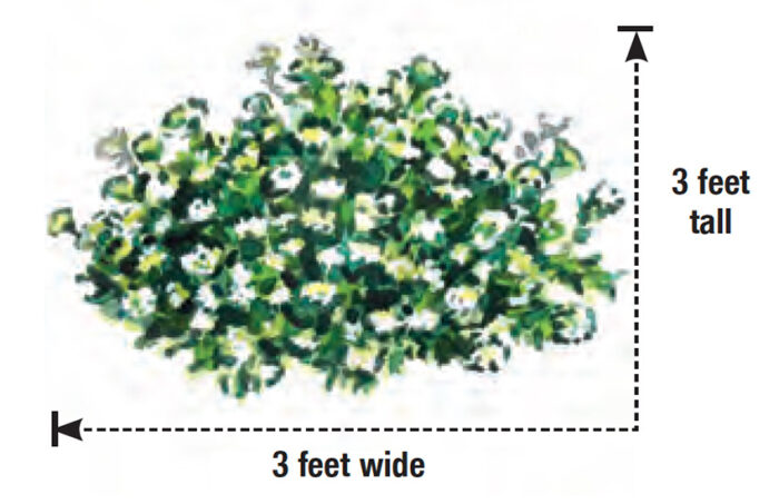 Compact Shrubs That Provide Color, Interest, and Excitement to the ...