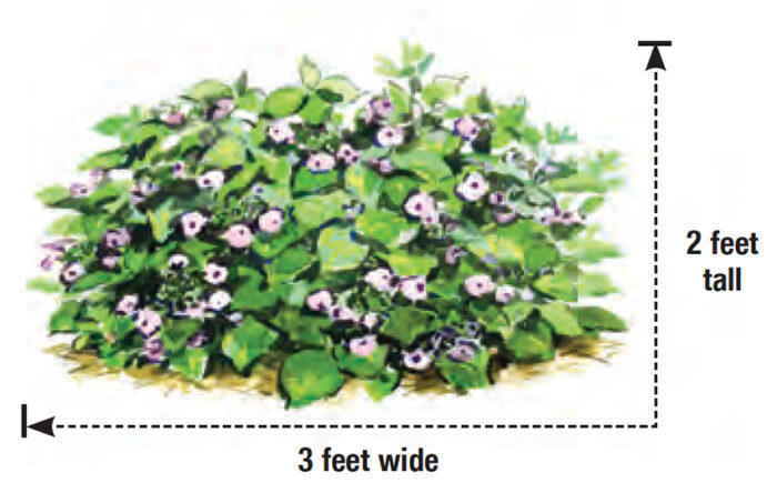 Compact Shrubs That Provide Color, Interest, and Excitement to the ...