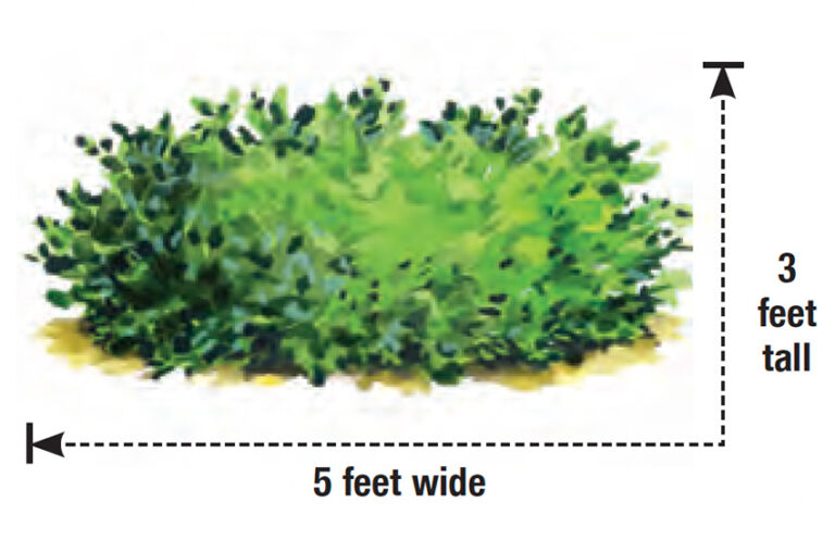 Compact Shrubs That Provide Color, Interest, and Excitement to the ...