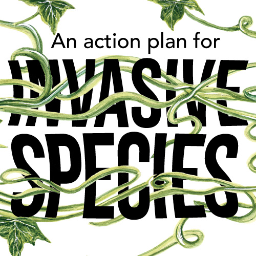 How to Get Rid of Invasive Plants - Fine Gardening