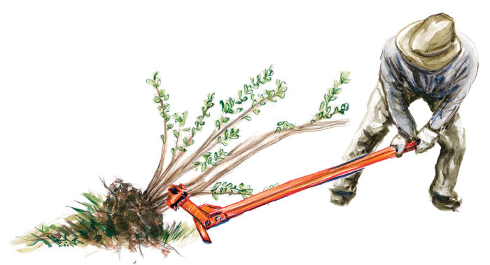 How to Get Rid of Invasive Plants - Fine Gardening