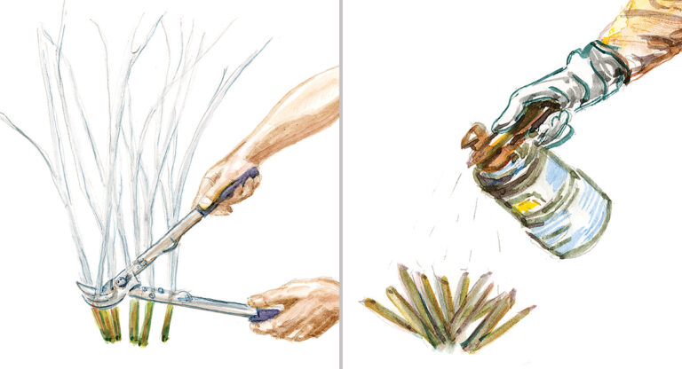 How to Get Rid of Invasive Plants - Fine Gardening