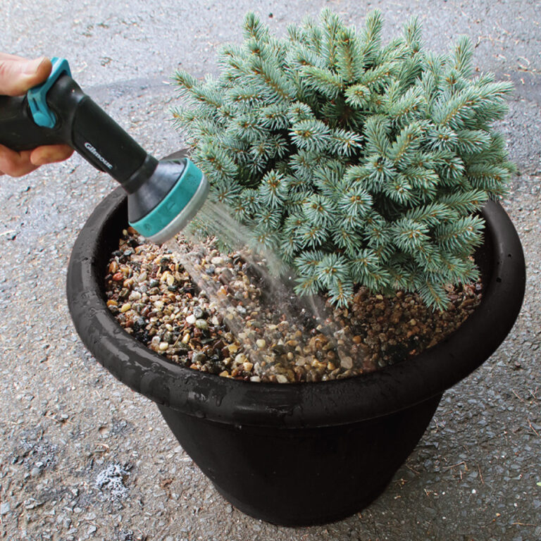 How to Grow Conifers in Containers - Fine Gardening