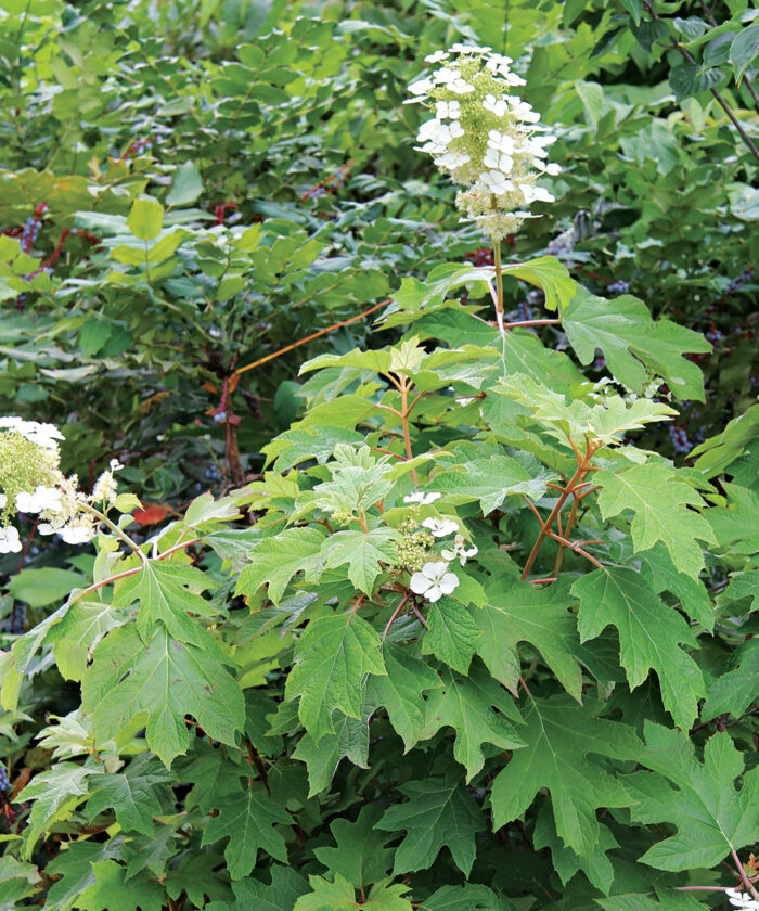 Shrubs for Small Spaces in the South - Fine Gardening