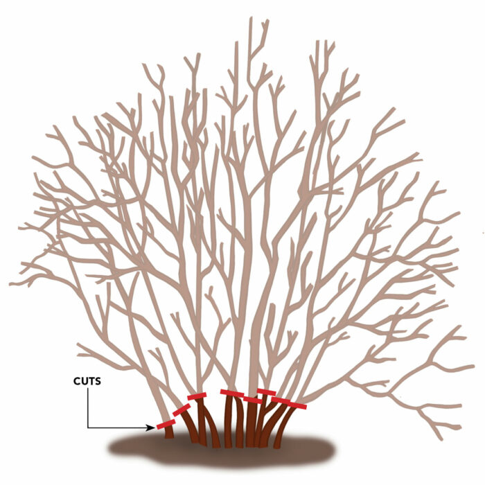 How to Grow and Care for Ninebark Shrubs - Fine Gardening