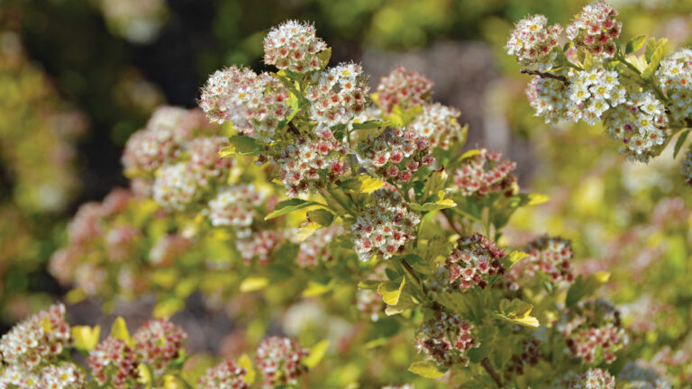 Brand-New Ninebark Shrubs Showing Promise - Fine Gardening