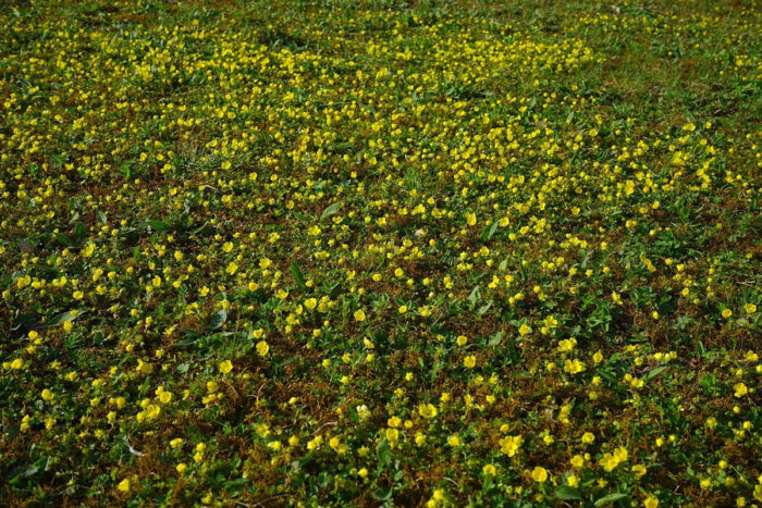 Plant in Fall for Spring Color in the Northern Plains, Part I ...