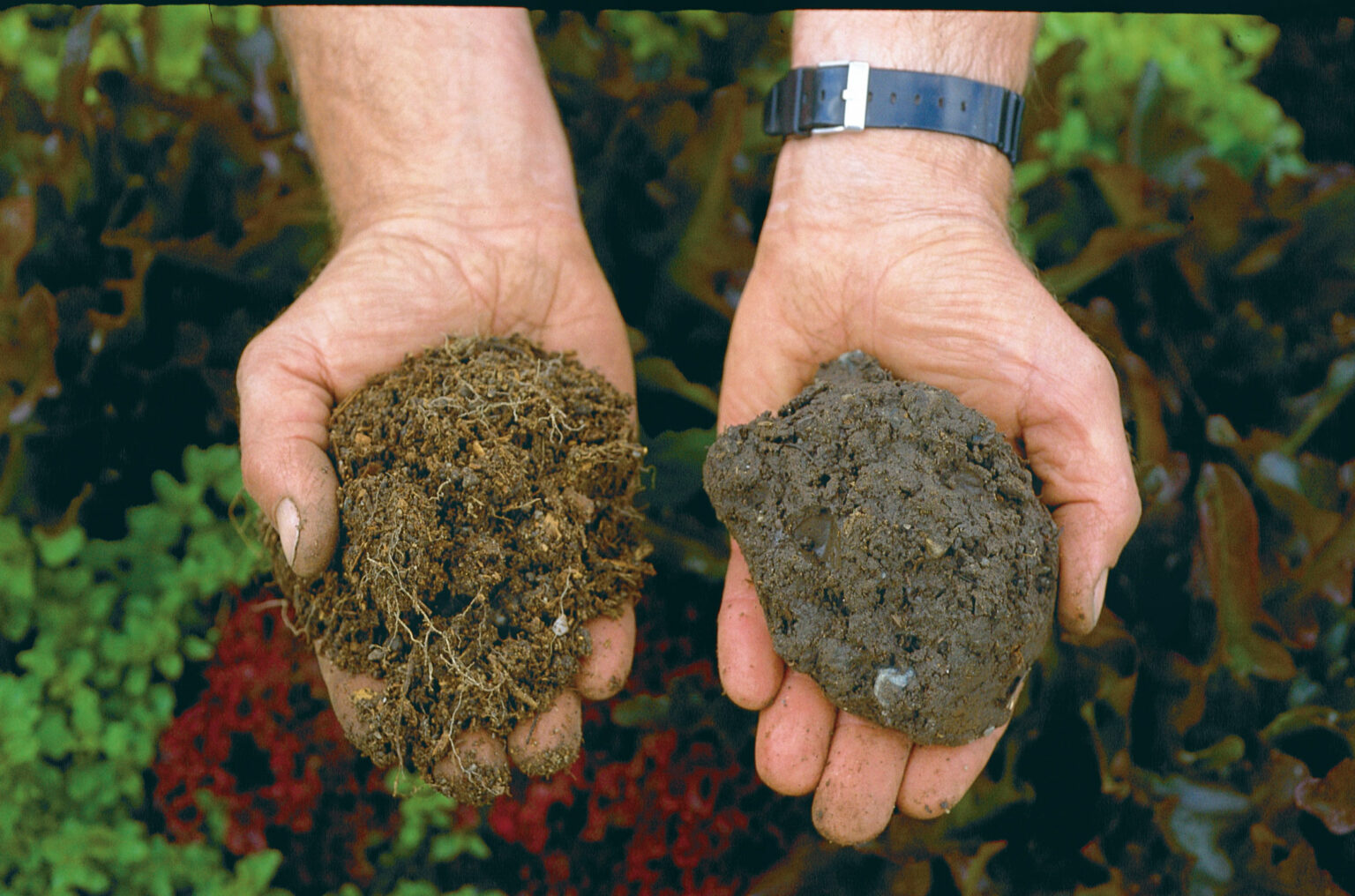 Tips for Creating a Drought-Tolerant Landscape - FineGardening