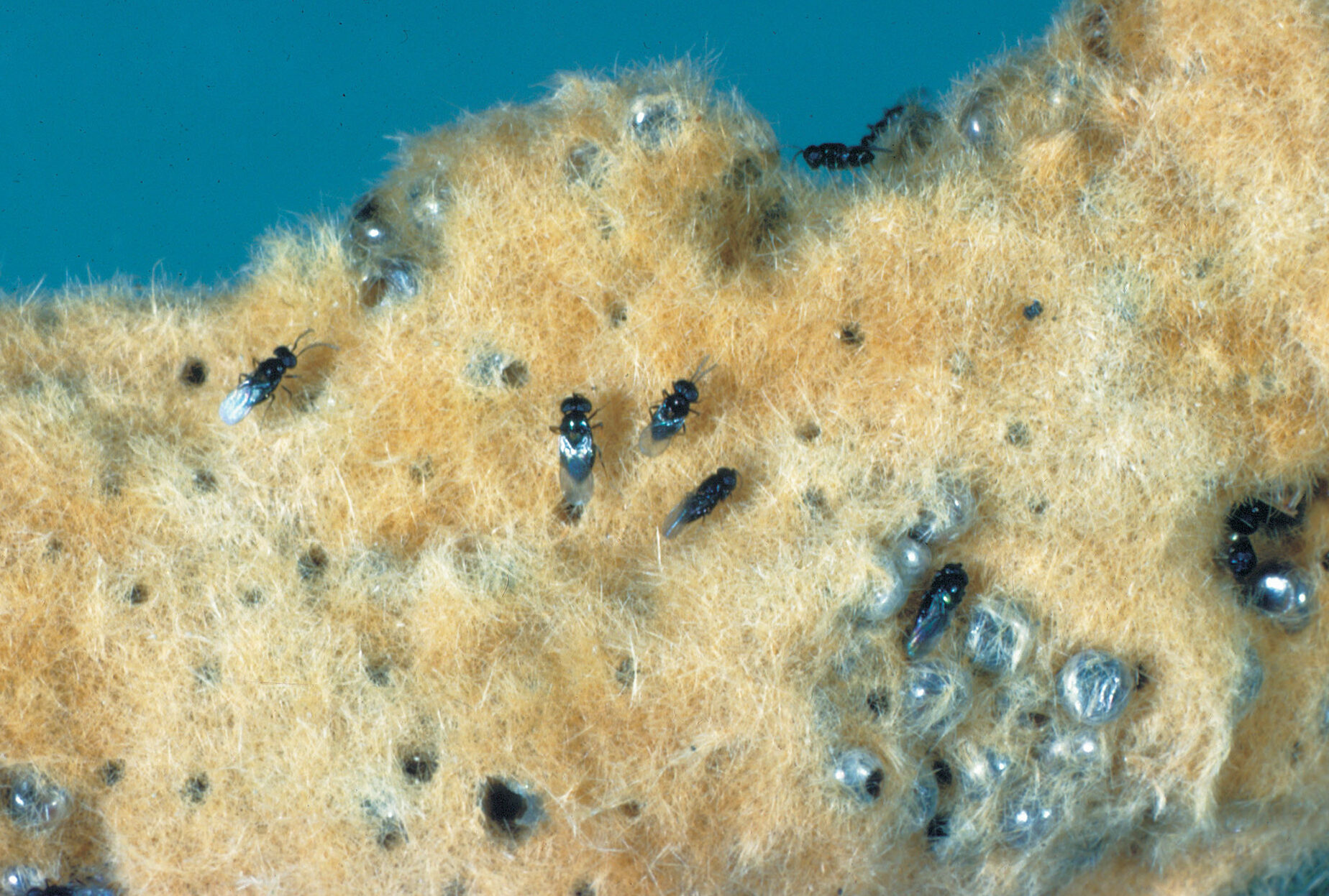 How to Attract Good Bugs to Your Garden - Fine Gardening