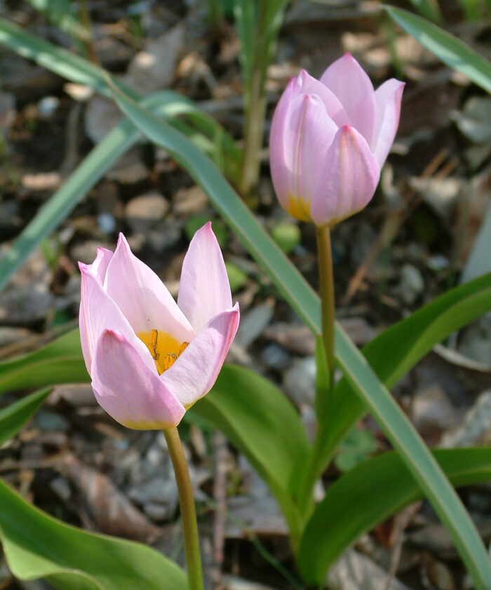 Hardy Spring-Blooming Bulbs for Rocky Mountain Gardens - Fine Gardening