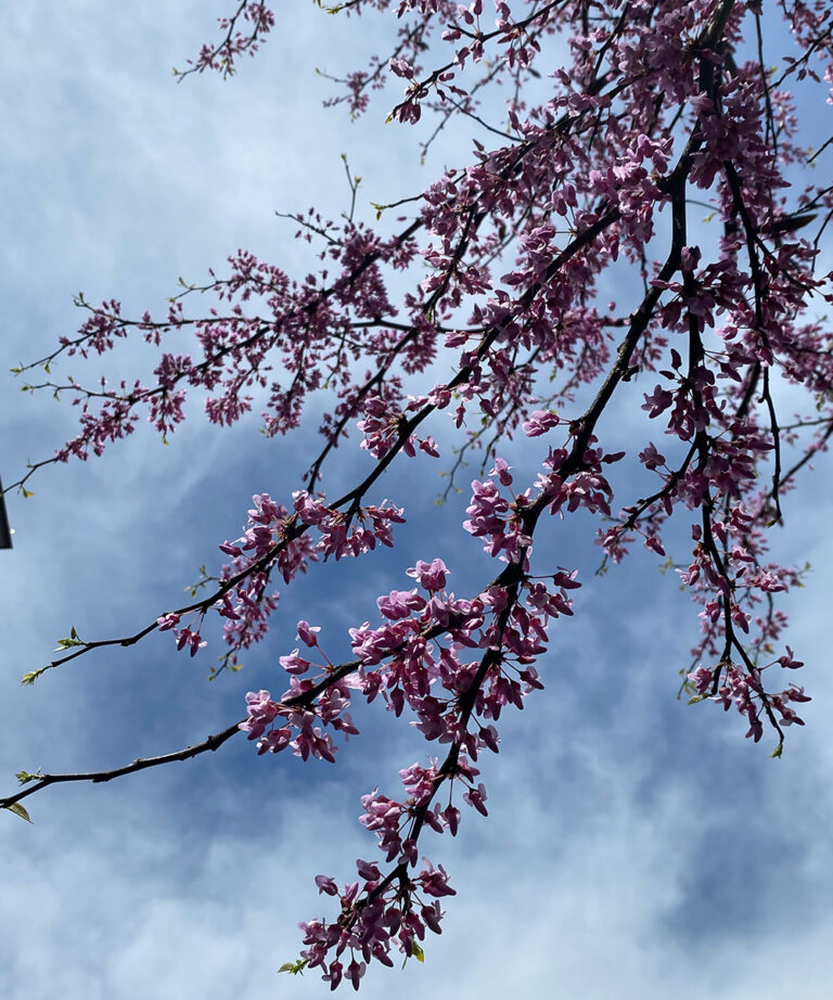 Plant in Fall for Spring Color in the Northern Plains, Part II: Trees ...