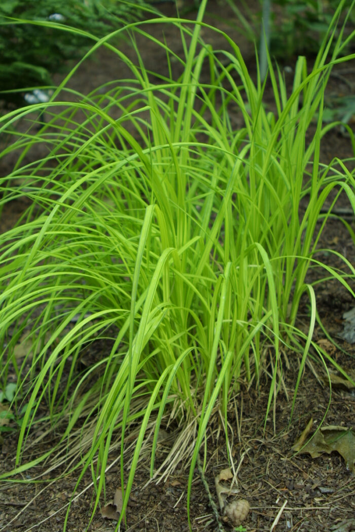 Episode 98: Upgraded Classics - Fine Gardening