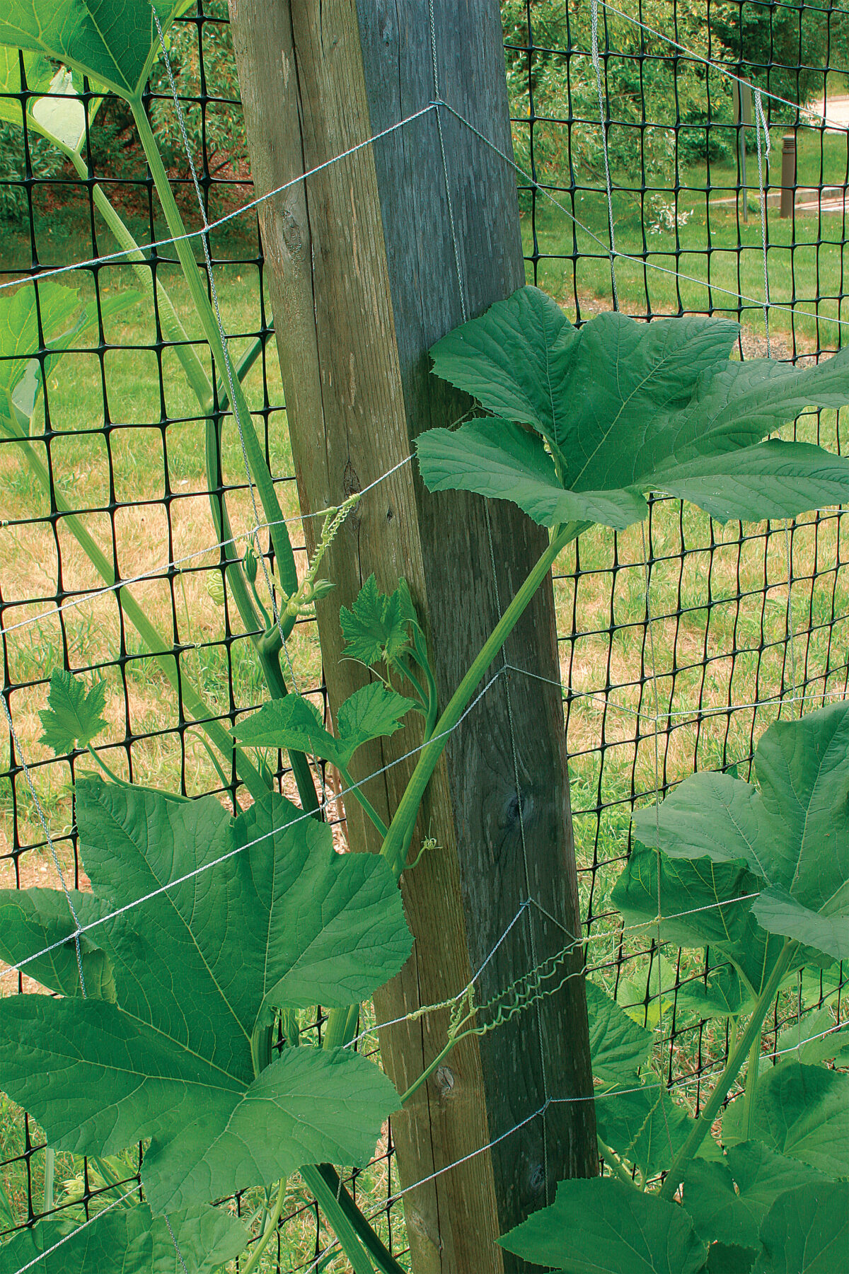 4 Ways to Get More Veggies from a Small Space - Fine Gardening