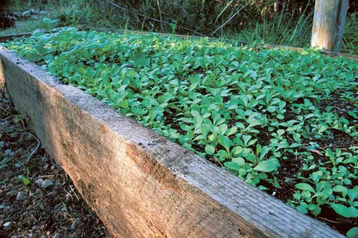 Growing Green Mâche from Seed - Fine Gardening