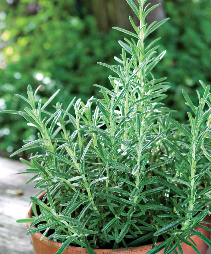 Get Acquainted with These Improved Varieties of Herbs - Fine Gardening