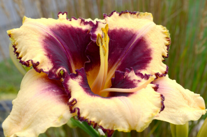 Robin's New Hampshire Garden - Fine Gardening