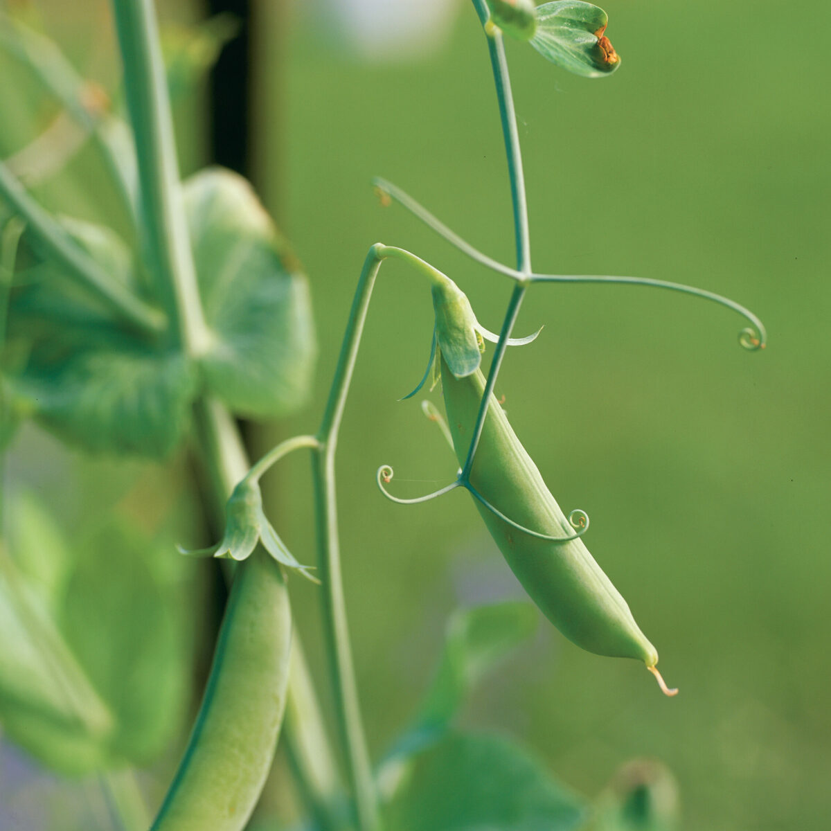 How to Grow Supersweet Snap Peas - Fine Gardening