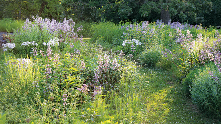 How to Turn Your Lawn into a Wildflower Meadow - Fine Gardening