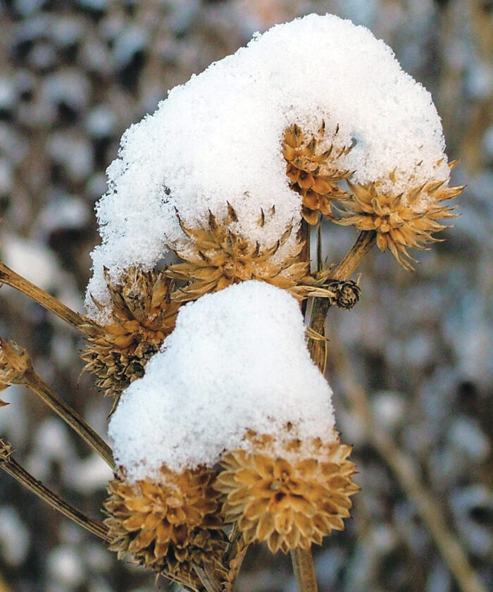 Plants That Peak in Winter in the Mid-Atlantic - Fine Gardening