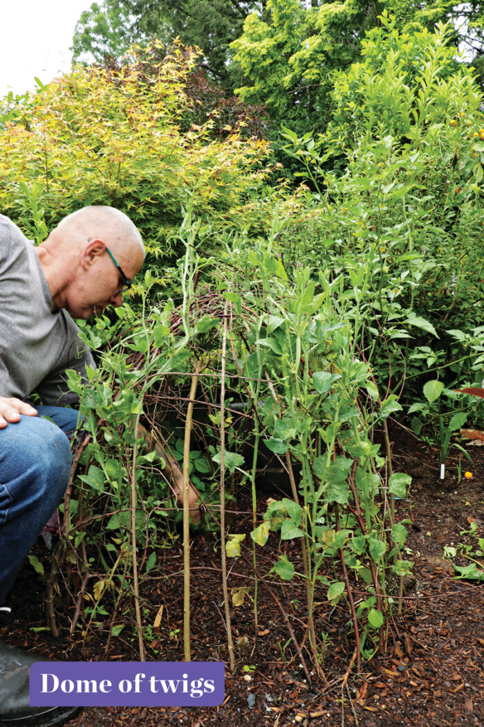 How to Grow Sweet Peas - Fine Gardening