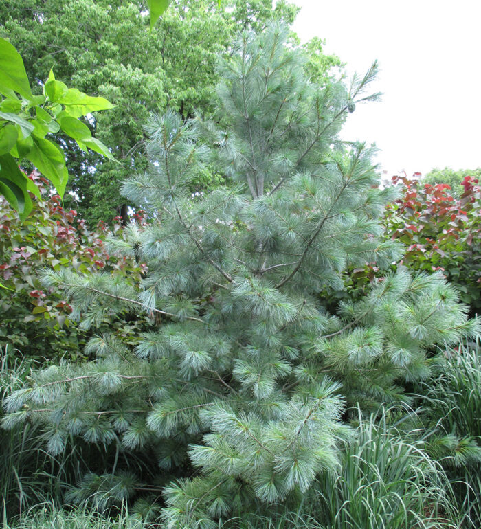 Blue Conifers for the Midwest - Fine Gardening