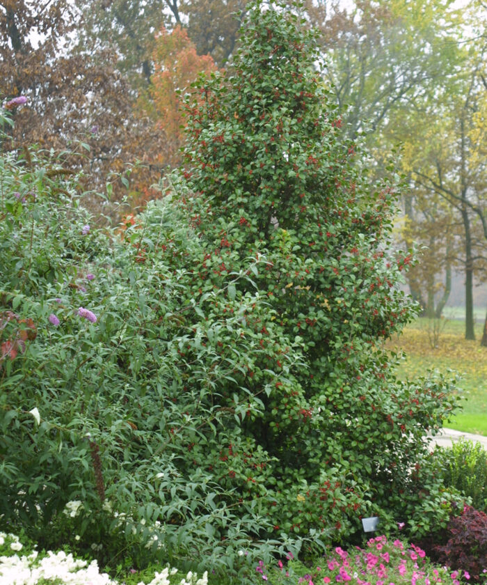 The Best Hollies for the Northeast - Fine Gardening