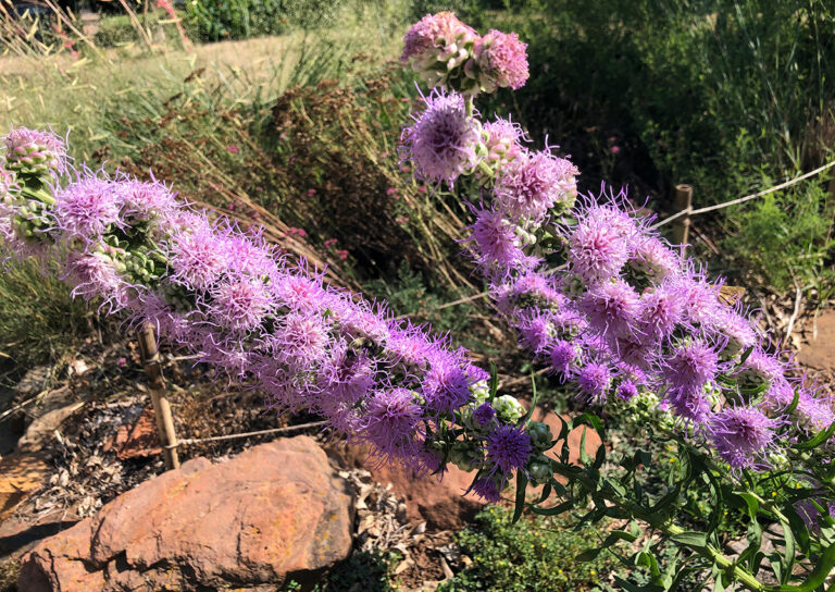Stunning Prairie Natives for the Southern Plains - Fine Gardening