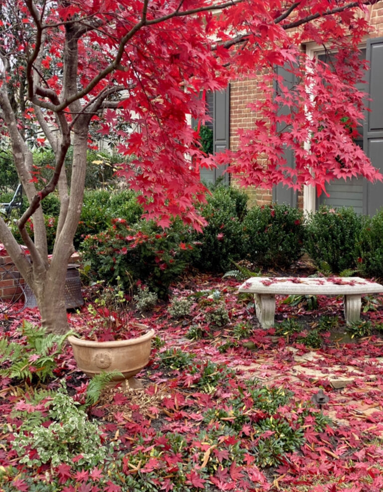 Fall in Renee’s Garden - Fine Gardening