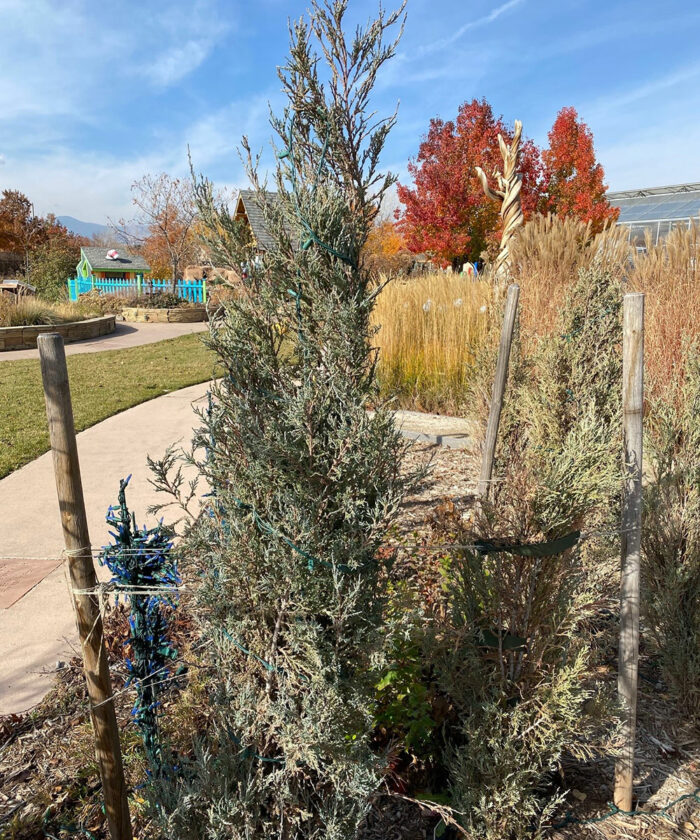 Narrow Conifers for the Mountain West - Fine Gardening