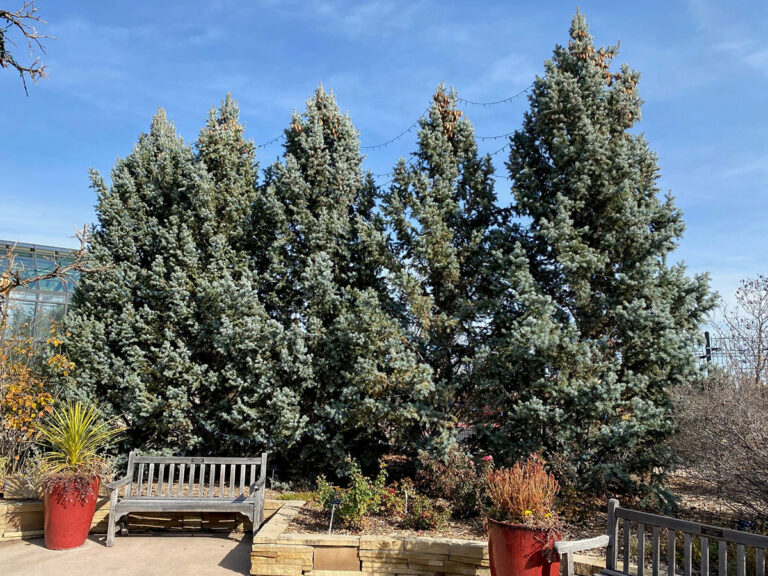 Narrow Conifers for the Mountain West - Fine Gardening