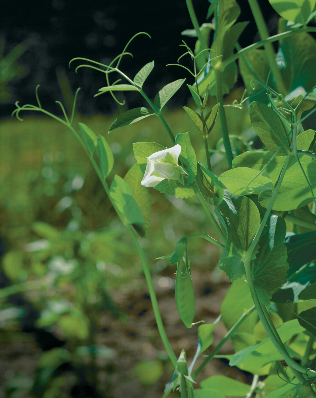 How to Grow Supersweet Snap Peas - Fine Gardening