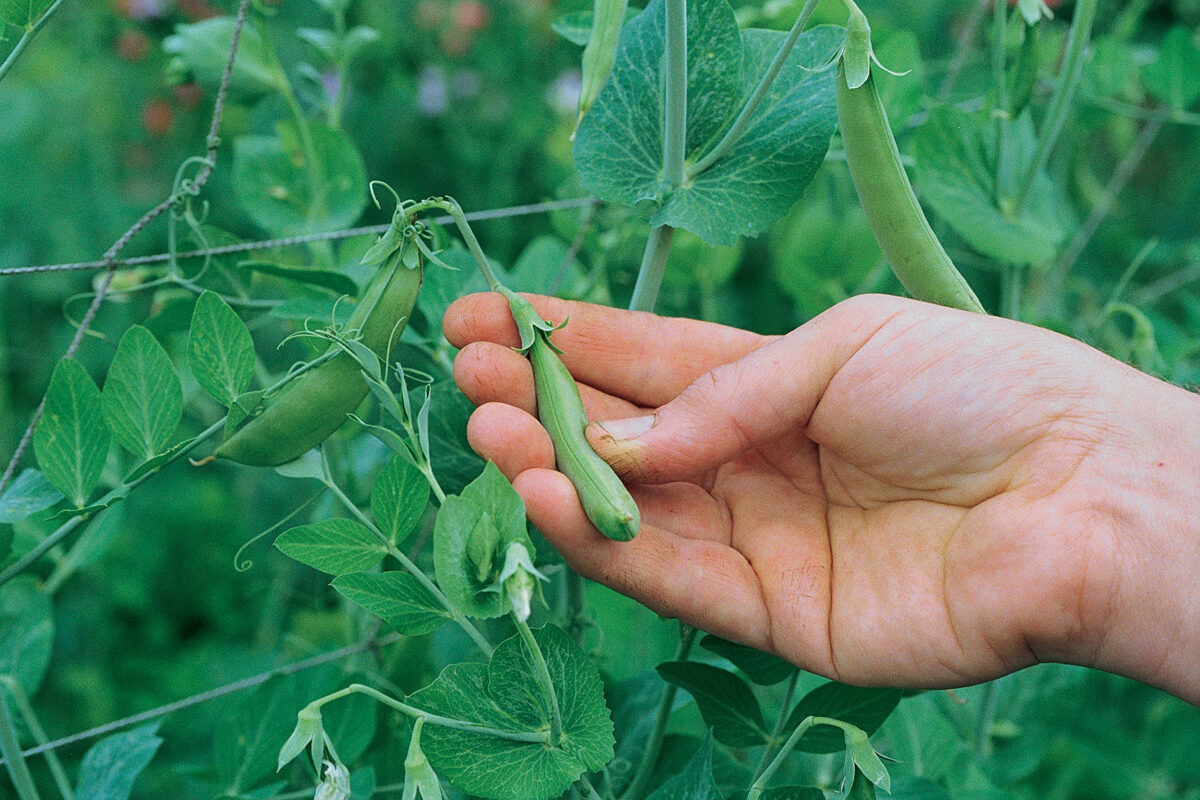 How to Grow Supersweet Snap Peas - Fine Gardening