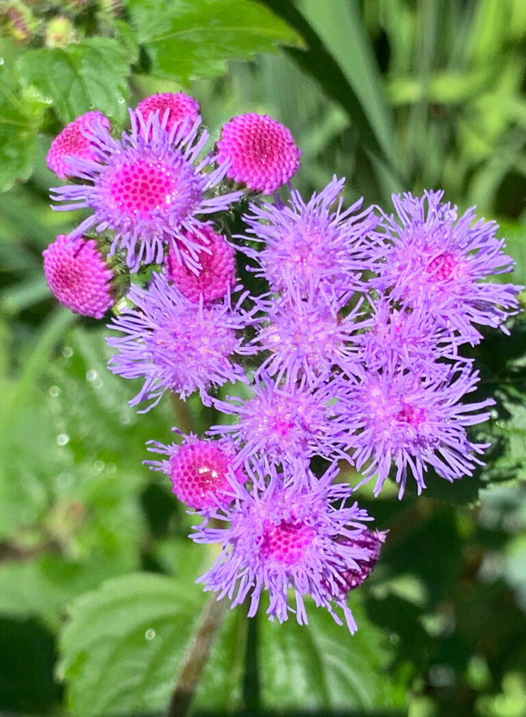 Hugh’s Celebration of Annuals From Seed, Part 1 - Fine Gardening