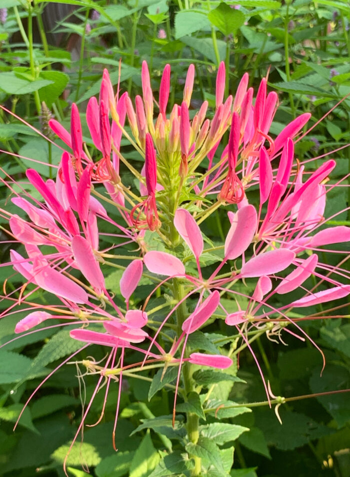 Hugh’s Celebration of Annuals From Seed, Part 1 - Fine Gardening