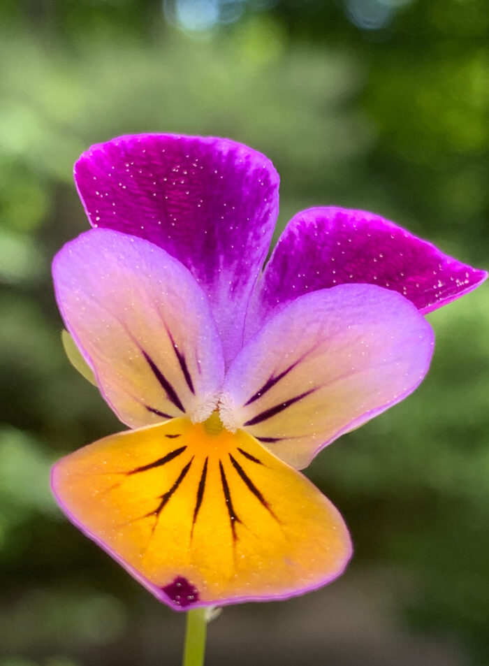 Hugh’s Celebration of Annuals From Seed, Part 2 - Fine Gardening