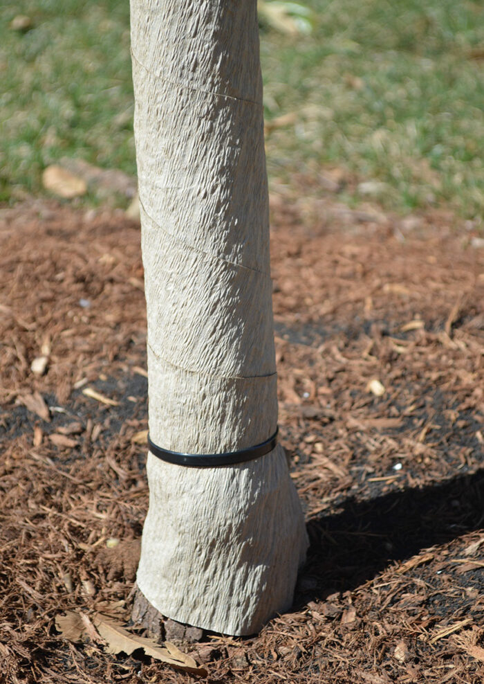 Protecting Trees From Winter Injury in the Southern Plains - Fine Gardening