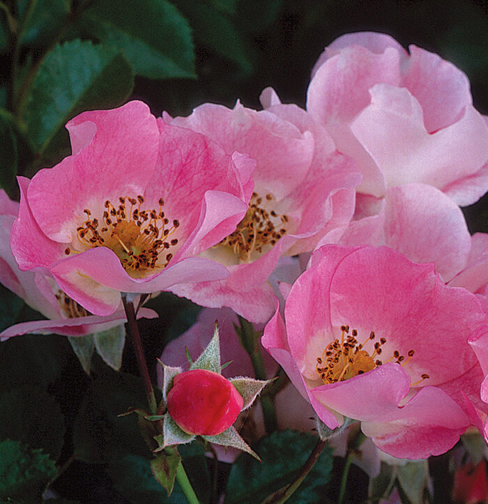 The Best Roses for Your Garden - Fine Gardening