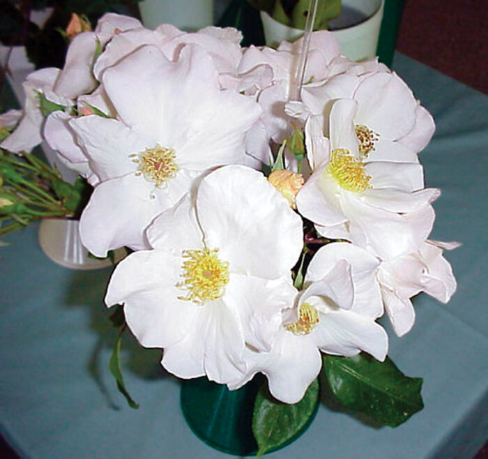 The Best Roses for Your Garden - Fine Gardening