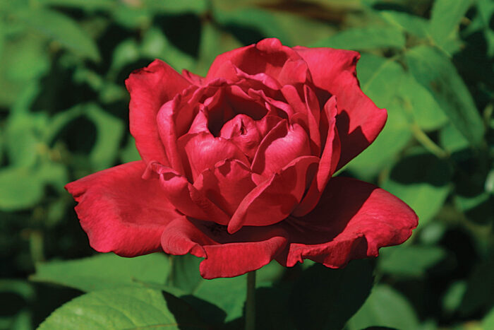 The Best Roses for Your Garden - Fine Gardening