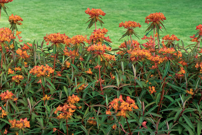 The Best Spring Plants to Grow - Fine Gardening