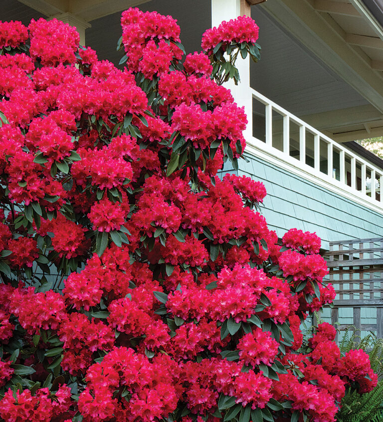 The Best Spring Plants to Grow - Fine Gardening