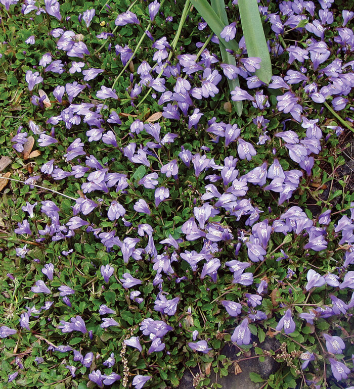 27 Better Ground Covers for Shade to Replace Problematic Plants - Fine ...