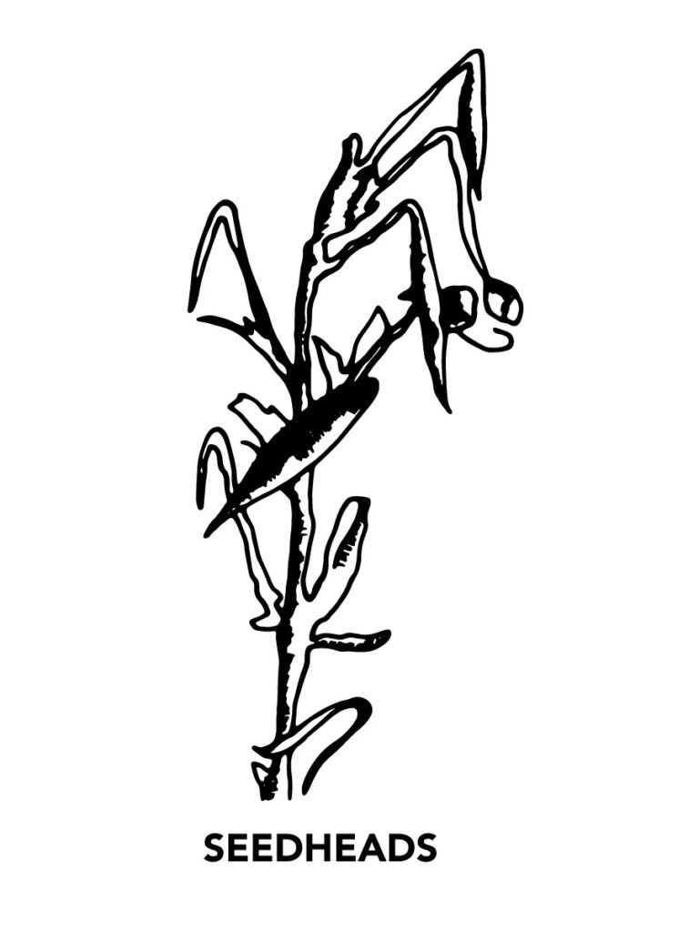 How to Site Your Ground-Cover Plants Right - Fine Gardening